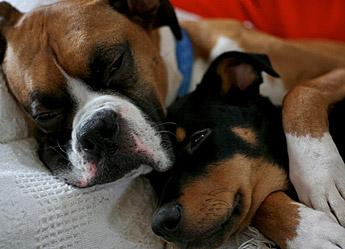 The dog in world: Can Dogs Love