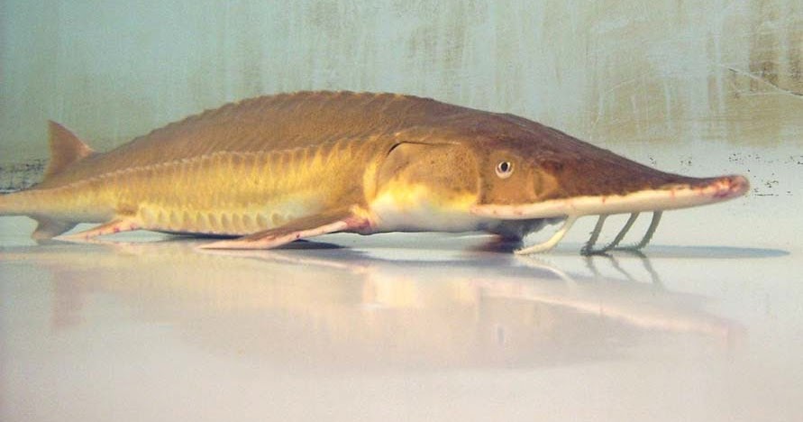 Group 3: Alabama Sturgeon by Marina Enriquez