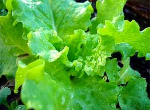 Manfaat, Kandungan dan Khasiat Daun Selada - G-Spot Healthy Living