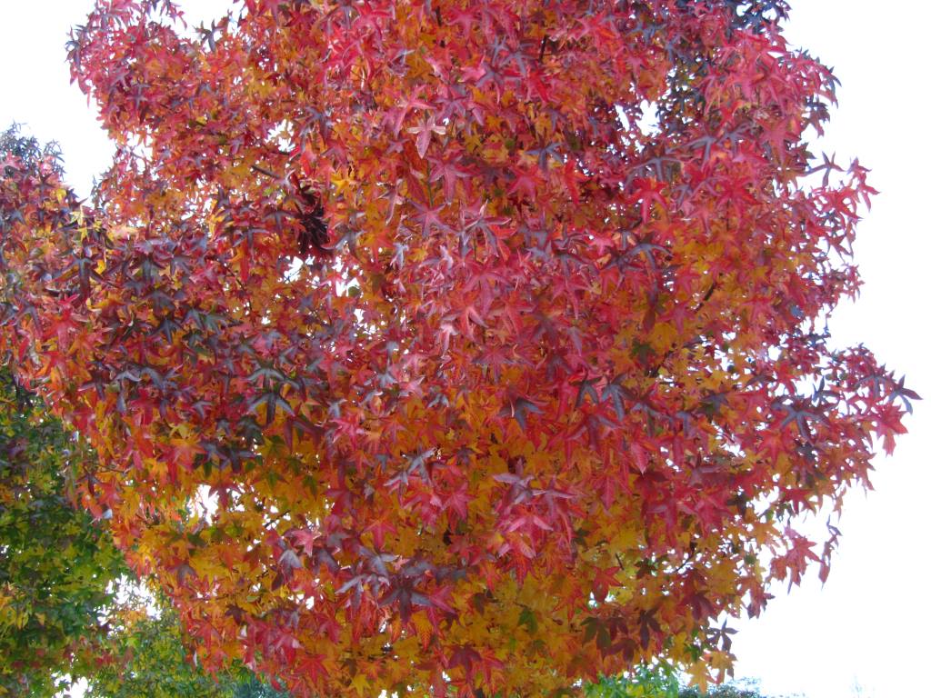 LIQUIDAMBAR