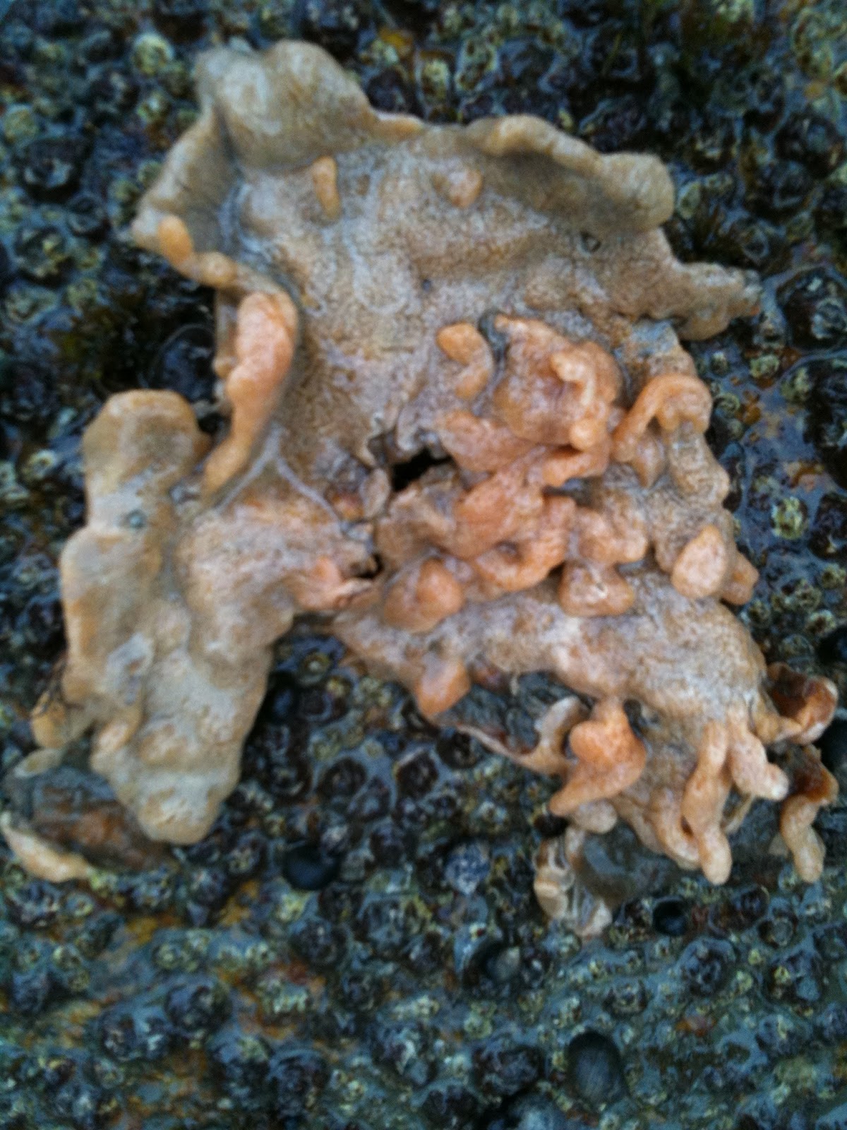 From Snails to Whales: Snails and Lovells Island