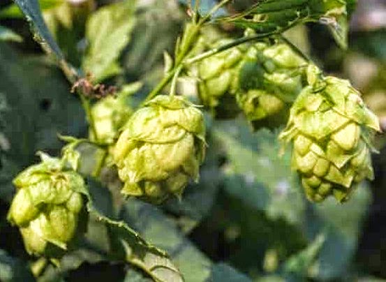 Il luppolo, per una grappa, per le digestioni difficili, contro i ...