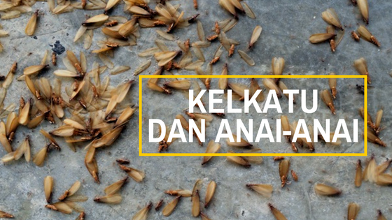 Baru Tahu Rupanya Kelkatu Sebenarnya Anai-Anai