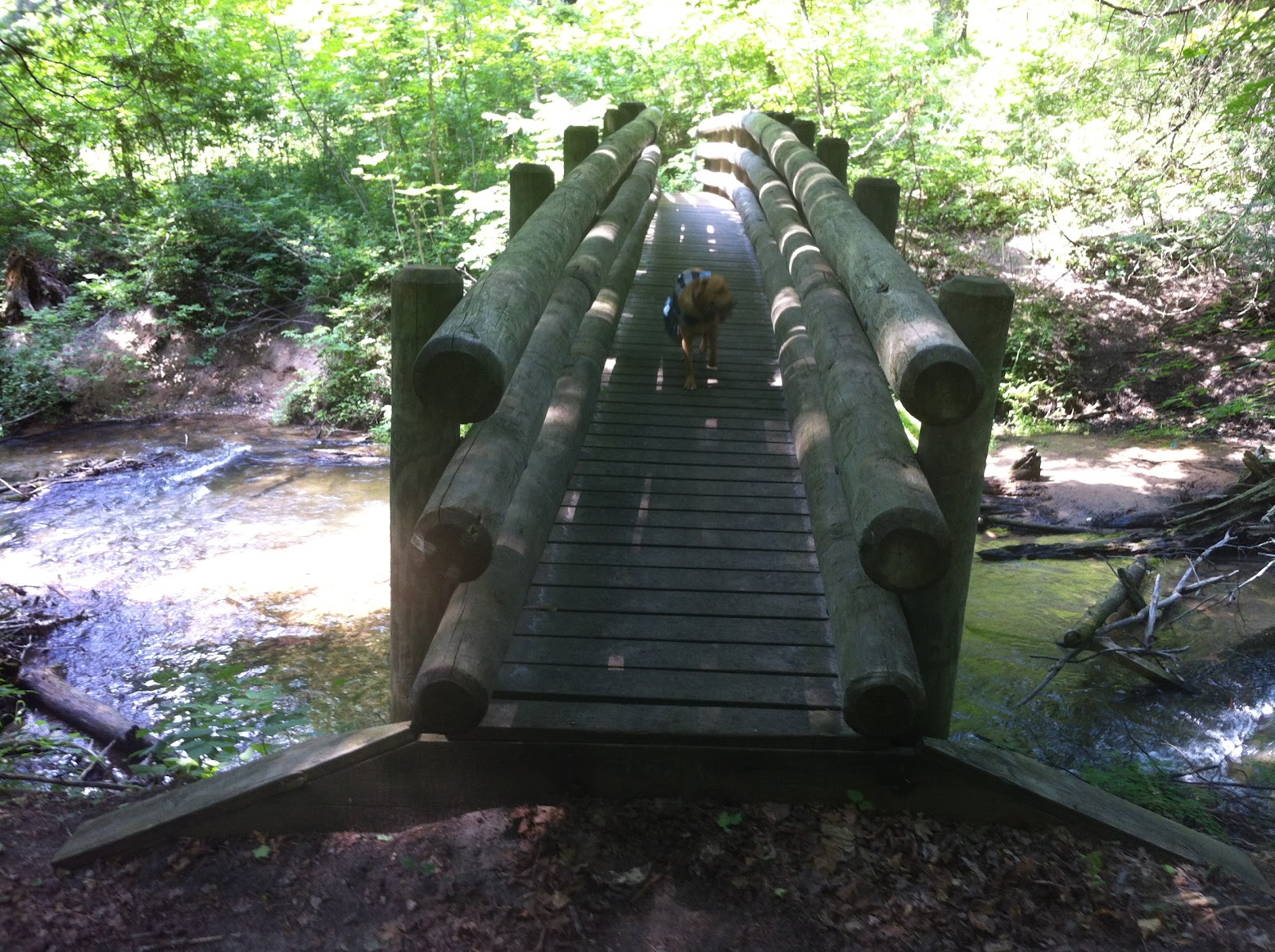 The Path of Most Resistance: One very tough day for Charlie & Dreamer!