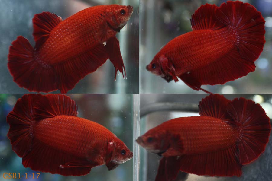 Bettazone: Betta of the week : Giant super red - broad body length 7.5cm