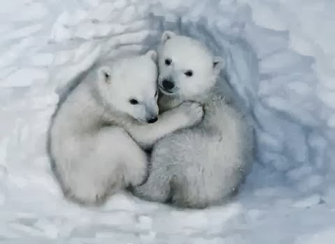 Save Polar Bears & Interesting Cool Facts About Them! A MUST READ!!
