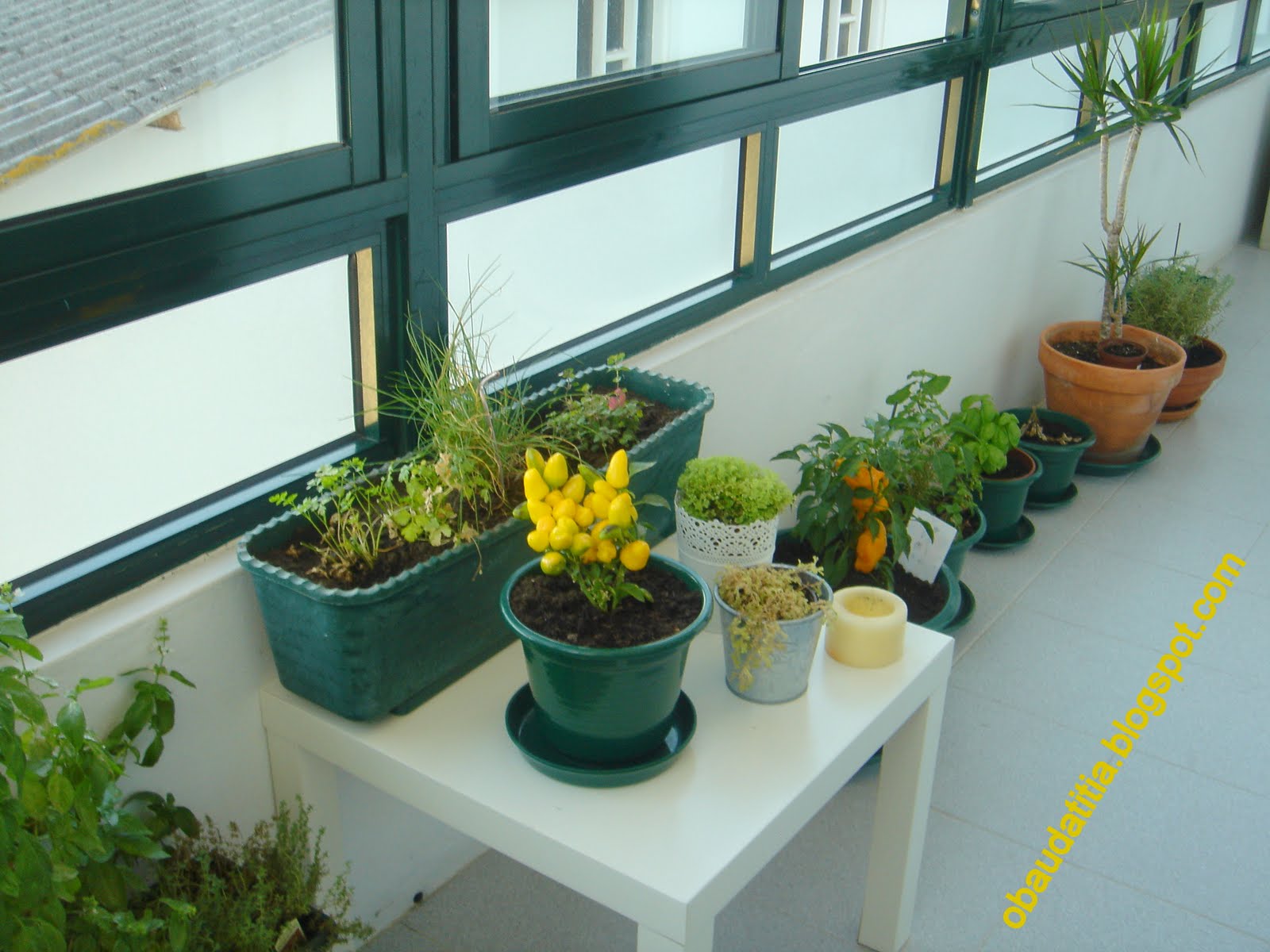 O Baú da Titia: A minha horta...na varanda