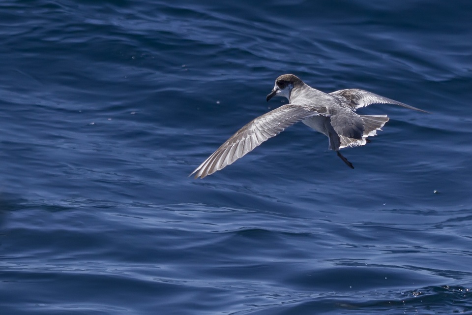 Kay Parkin Birding: Eaglehawk Neck Pelagic Tasmania Birding