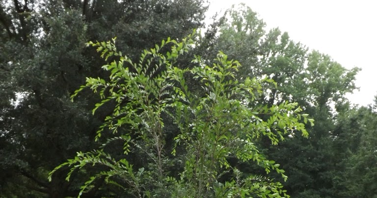 MARIETTE'S BACK TO BASICS: {Our Drake Elm - Ulmus parvifolia}