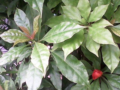 Cantikkan Diri Anda Dengan Herba Khazanah Alam Semula Jadi - CrazyDuck