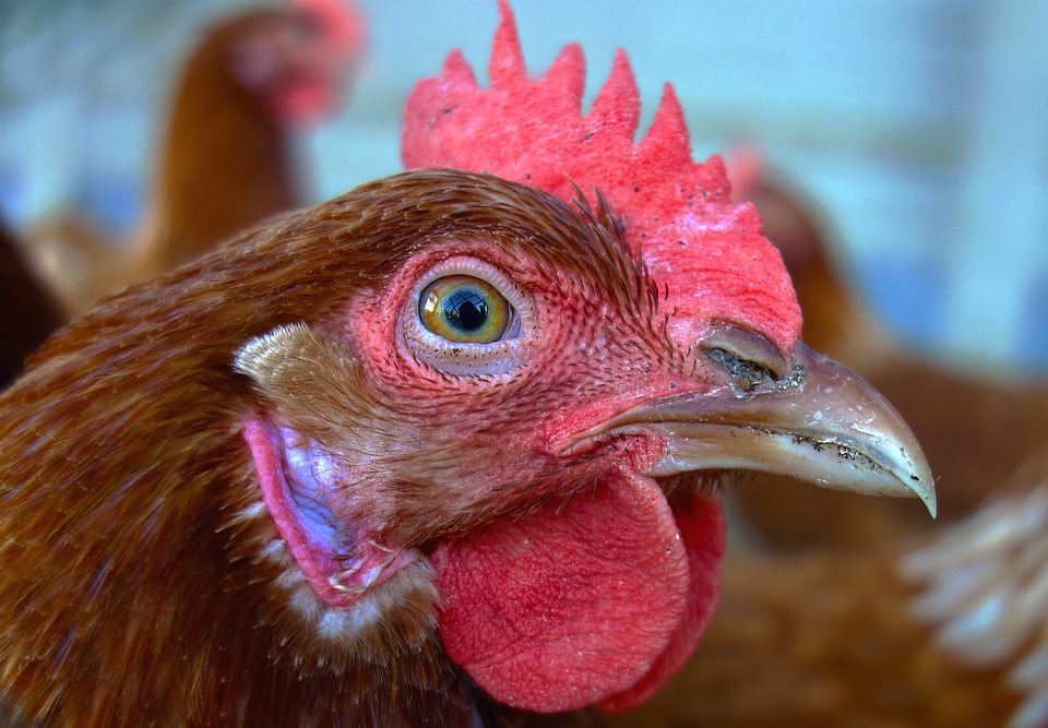 Diamonds in My Coal bucket: Appalachian Word of the Week -- MADDER THAN ...