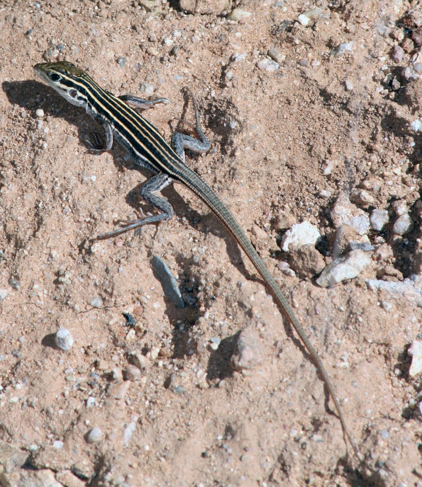 Serpent Research: A new, hybrid, all female whiptail that is tetraploid
