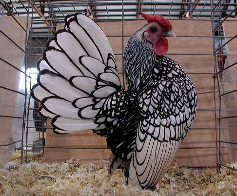 CABAÑAS AVÍCOLAS EL CHOIQUE & ArgentAVIS: CLASIFICACIÓN DE LAS RAZAS DE ...