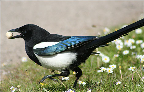 Magpie | Animal Wildlife