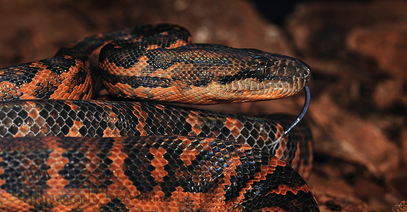 Jamaican Boa | Snakes