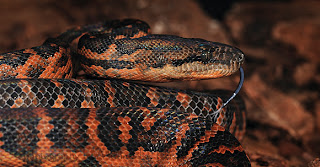 Jamaican Boa | Snakes