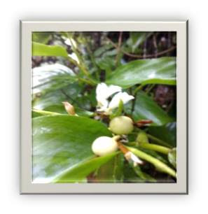 Serenemaklong: Khasiat Pokok Bemban