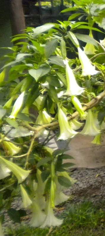 Sintonía: LA BURUNDANGA