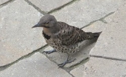 Gray-brown bird with black bars on the back and a black bib