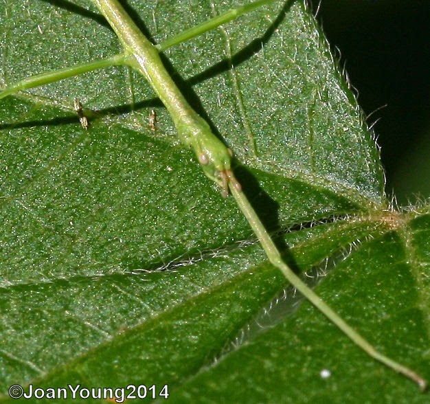 South African Photographs: Stick Insect