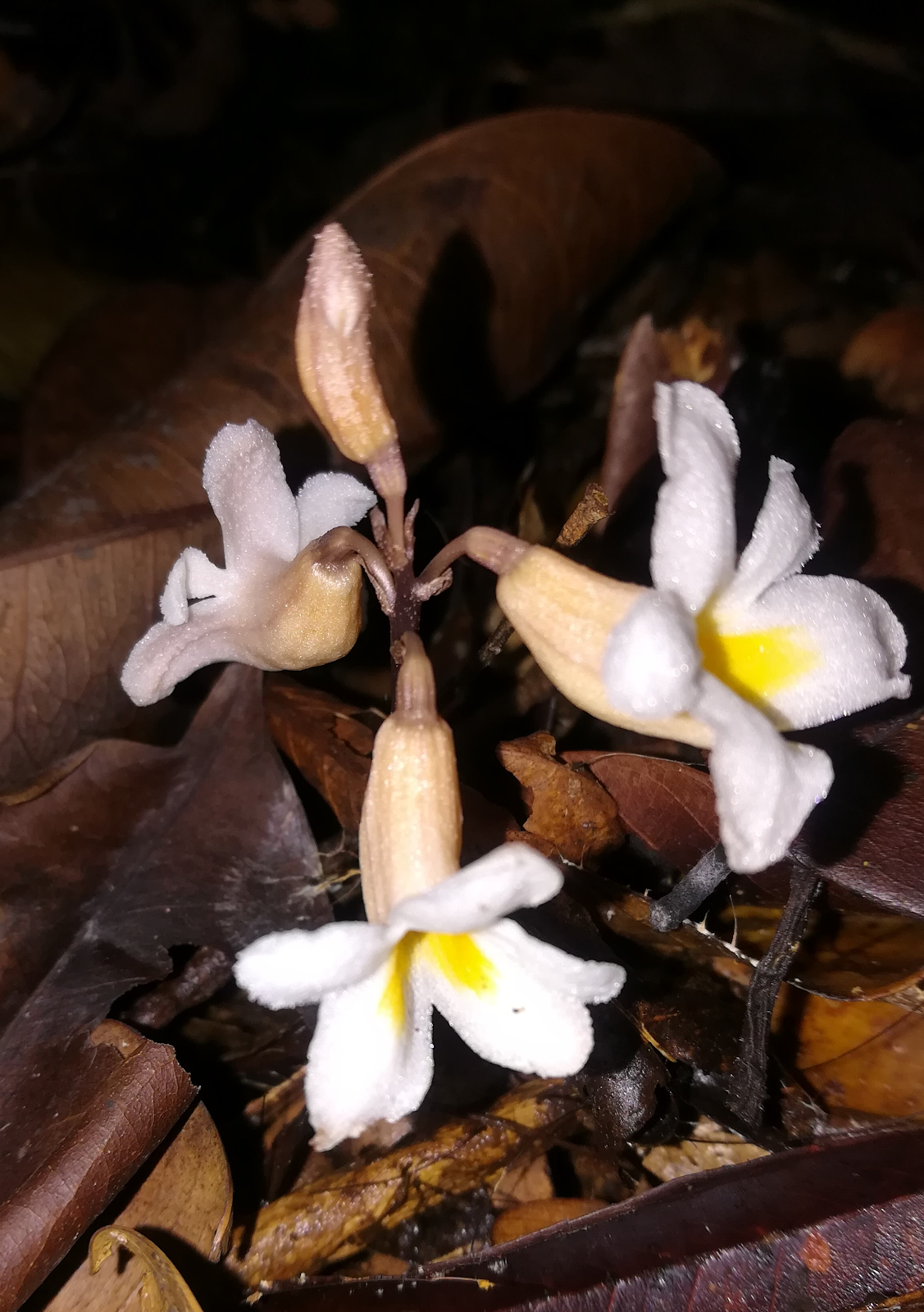 Species New to Science: [Botany • 2020] Gastrodia gunatillekeorum ...