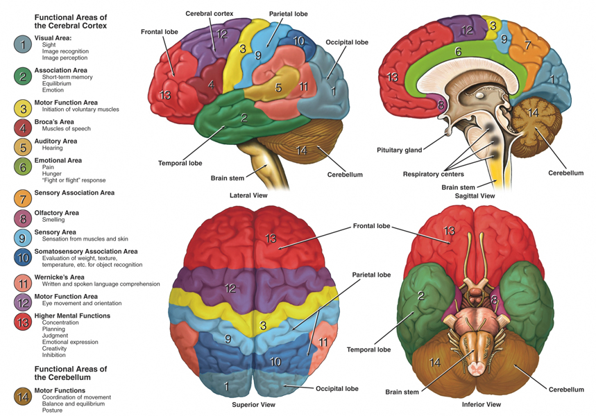 Brain Jack Image Brain Function Chart brain-jack-image-brain-function-chart