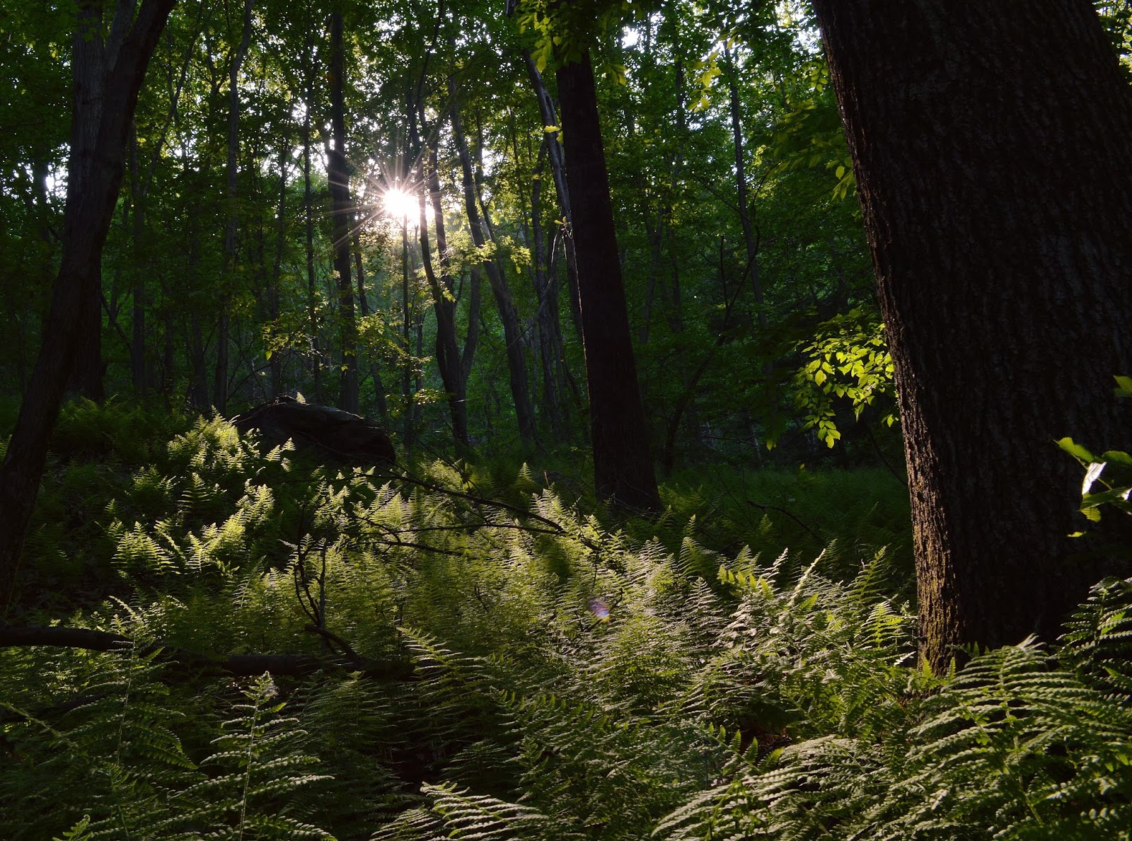 Nature of New York: Spring Ephemeral Wildflowers of Dutchess and Putnam ...