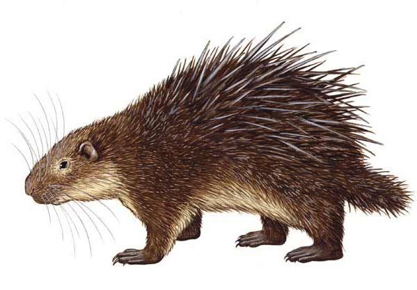 The rattling Thick-spined Porcupine | Facts About All
