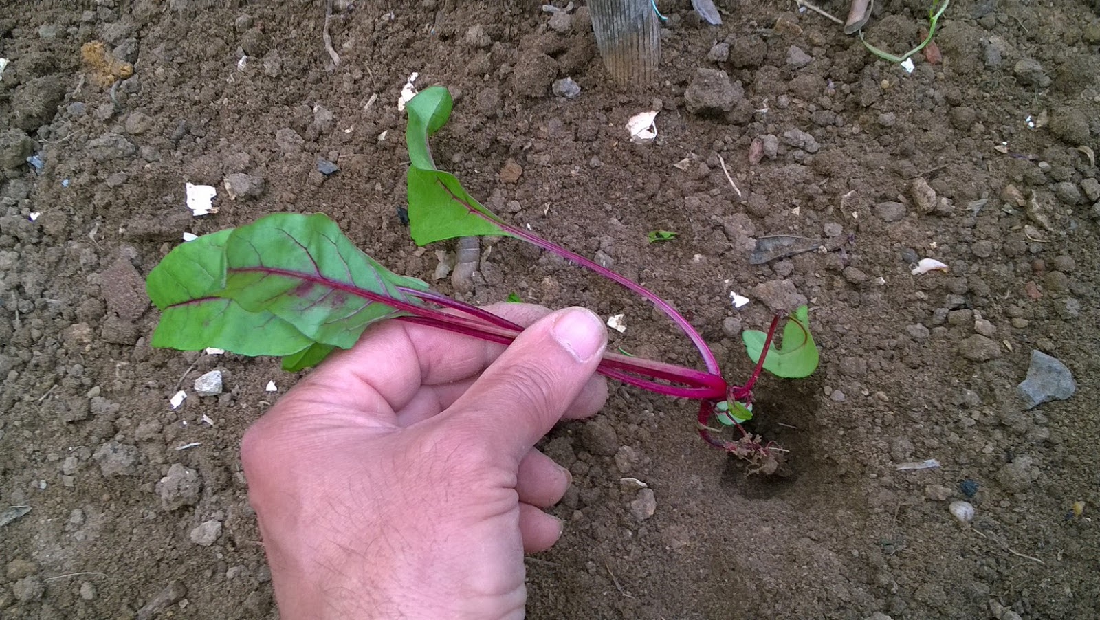 How To Start Beet Indoors