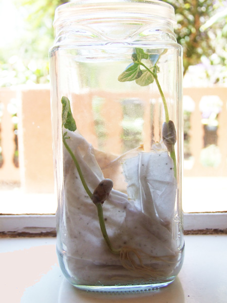 so homeschooled!: So...Science Experiments - Growing Beans!