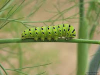 Selamat Datang: Nota Tabiat Makan Haiwan