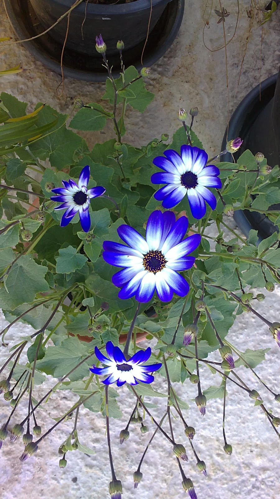 In A Costa Tropical Garden: Pericallis hybrida......Florist's Cineraria