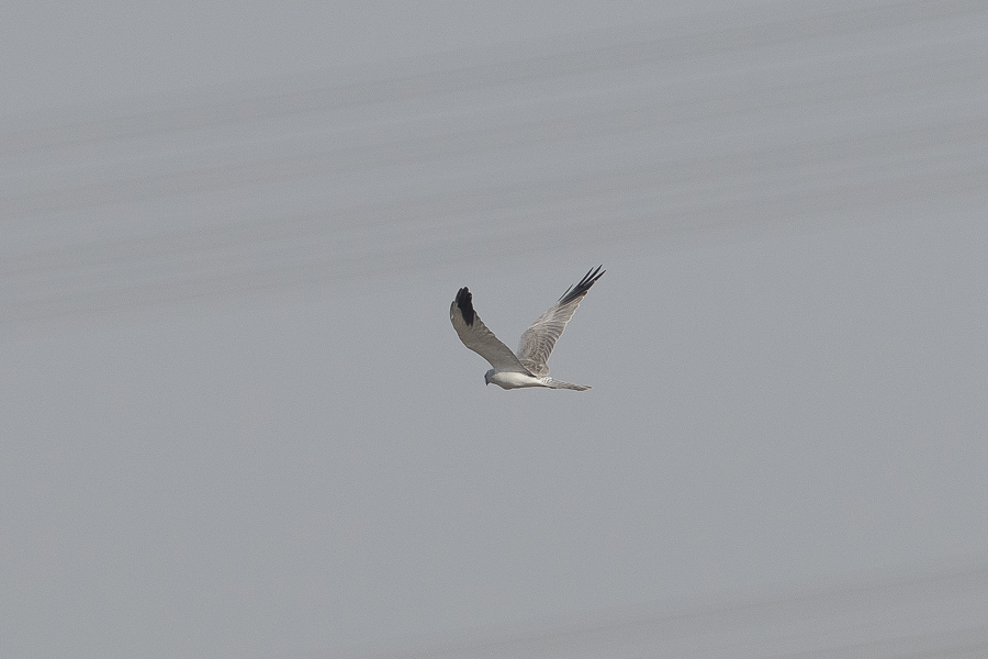 Birds of Saudi Arabia: Pallid Harrier and Glossy Ibis – Jubail