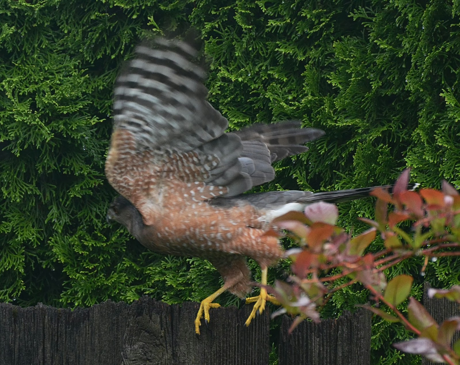 Oregon Backyard Birds, etc.: Return of a Predator