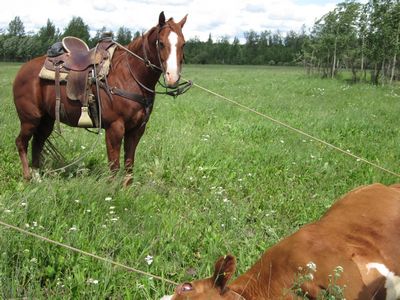 Predator Friendly Ranching : Ranch roping and pasture doctoring
