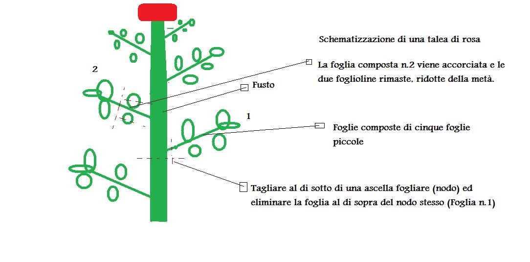 Le Ricette di Esmeralda e Rosa: 10 piante da coltivare per talea