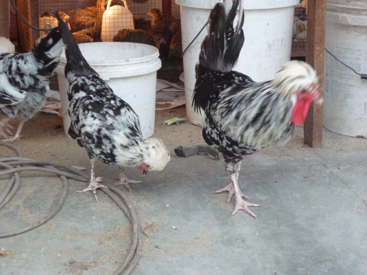 MasiranFarm - angsa, ayam mutiara & ayam belanda