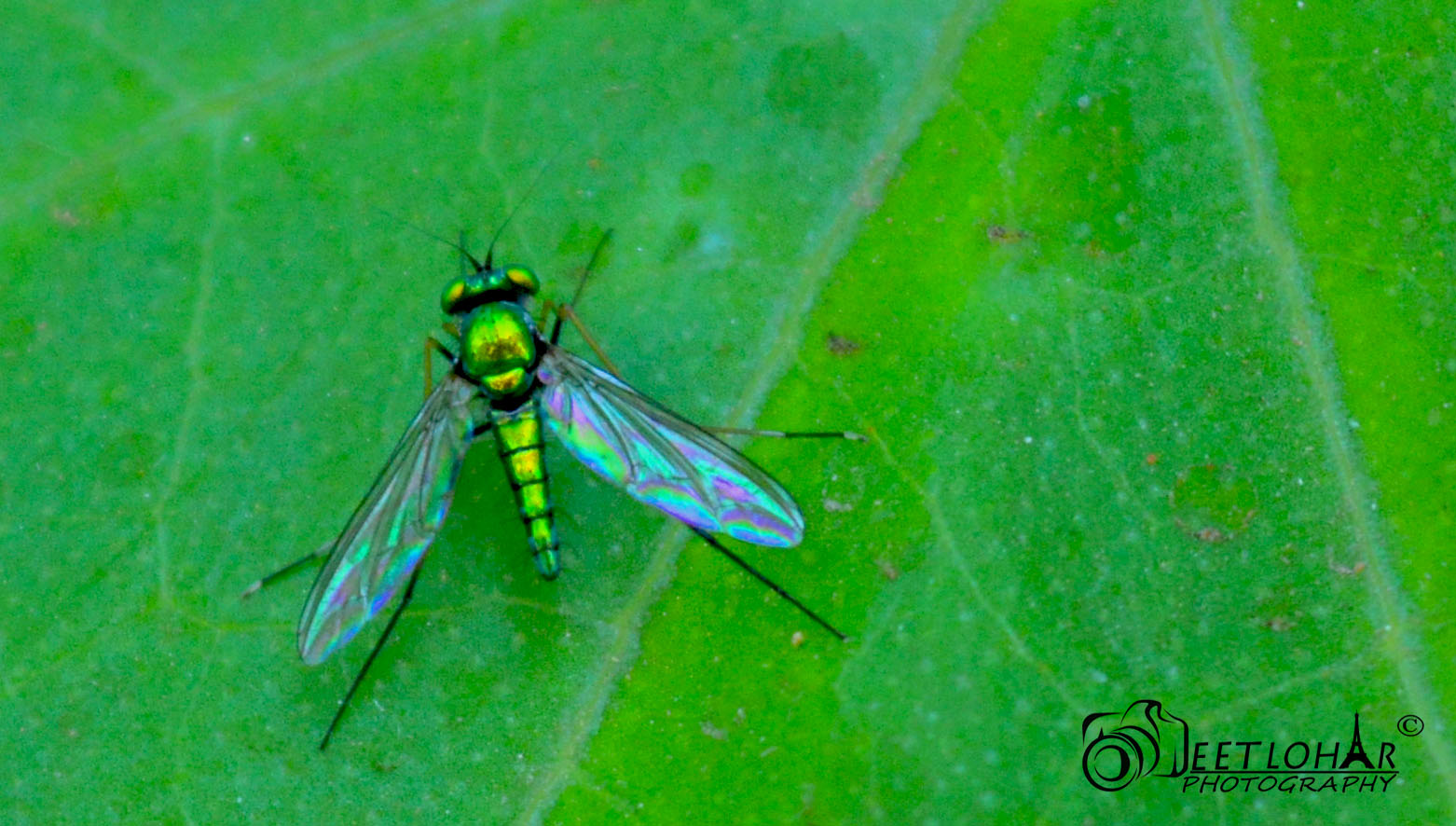 Large green long legged fly