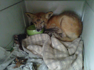 The Laughing Raccoon: Operation mangy fox is a success!