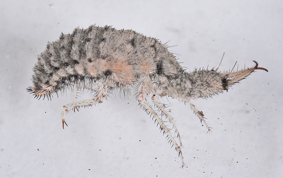 BunyipCo: November 2012