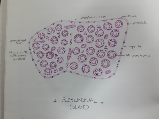 Histology Diagrams for 2nd Year MBBS