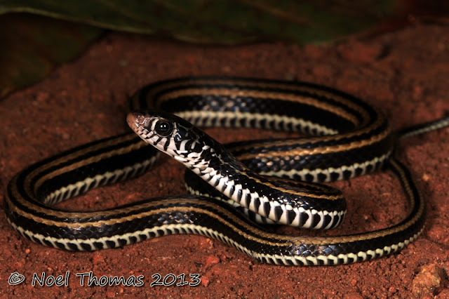 Ular Asli Indonesia: Ular Lare Angon (Xenochrophis vittatus)
