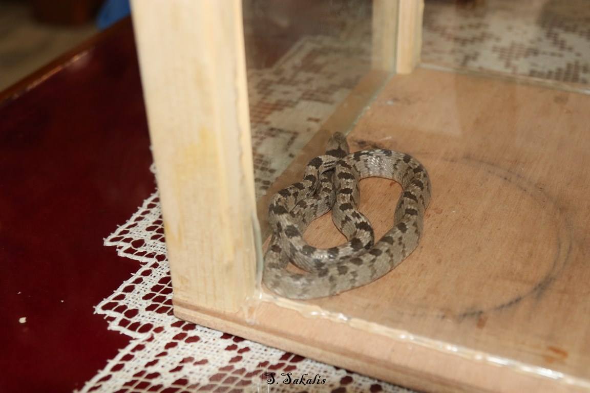 ORTHODOX CHRISTIANITY THEN AND NOW: The Snakes of the Panagia Have Made ...