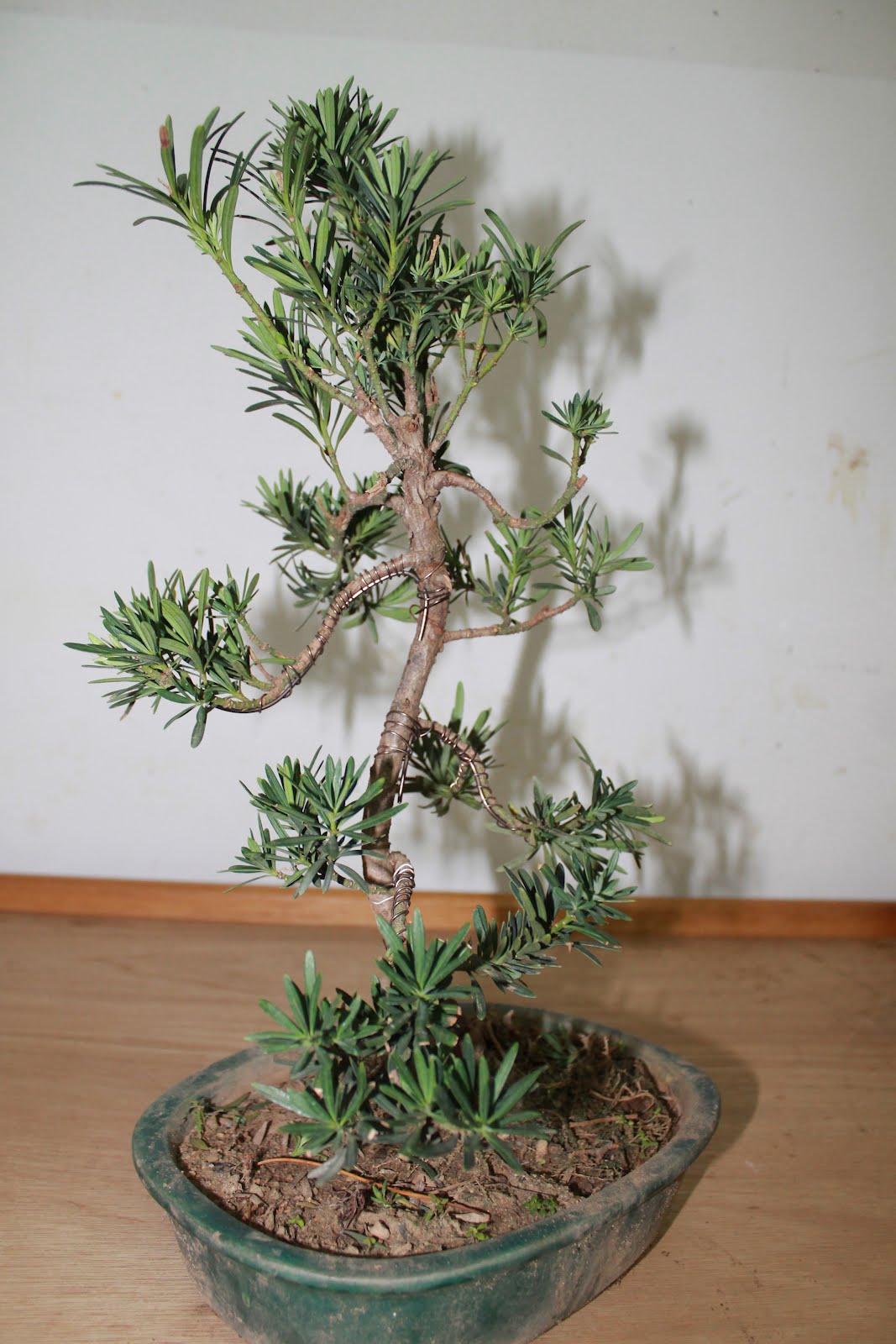 Yanashimi Bonsai: Before : Luo Han Song / Buddist Pine / Podocarpus