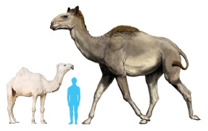 Made in Pangea: Camellos, jorobas de altura.