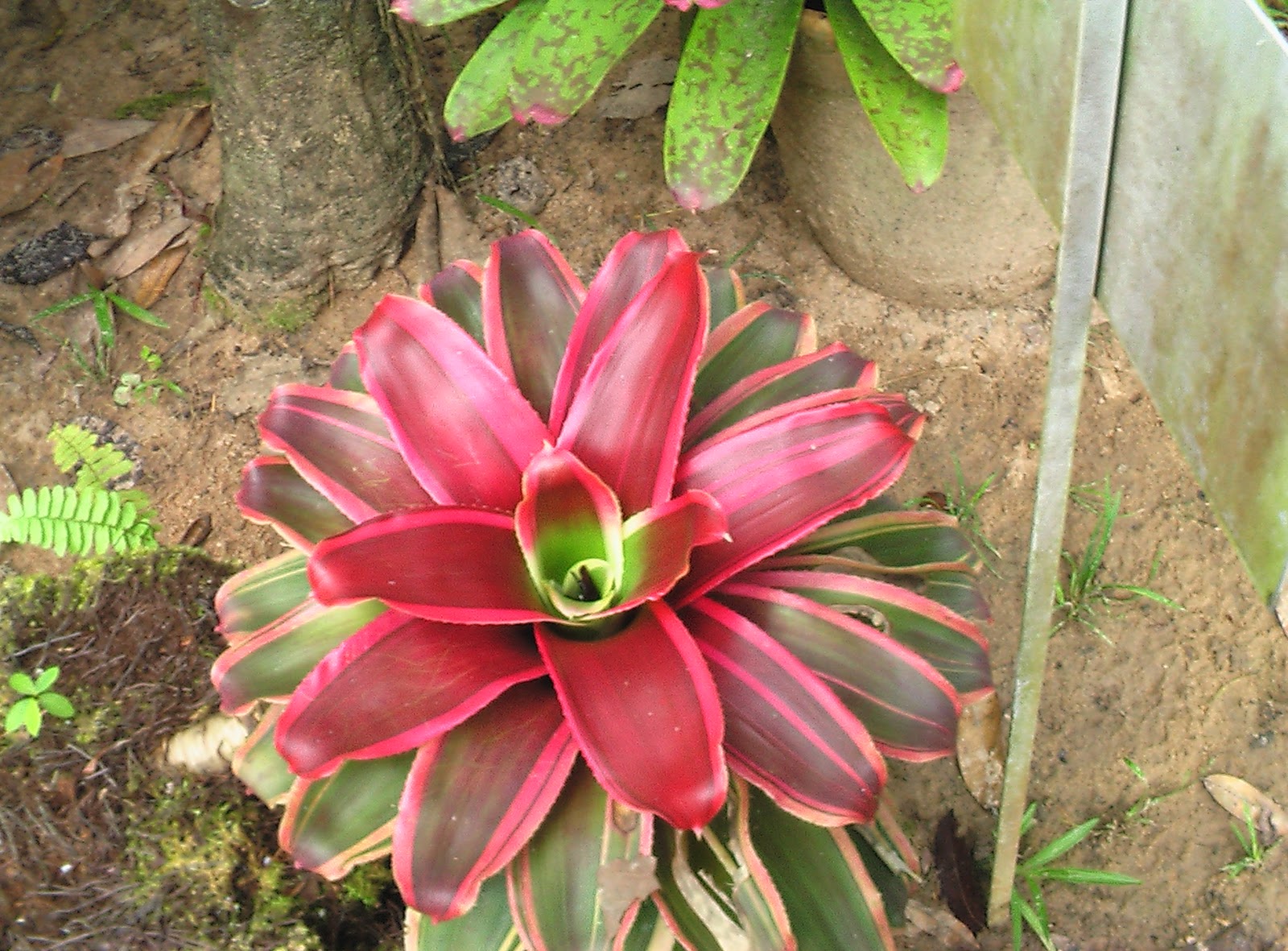 Amazonia Legal Brasileira: FLORES DA AMAZÔNIA