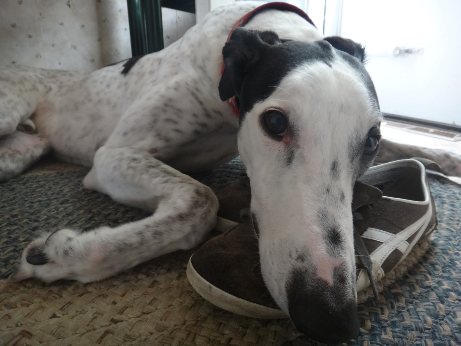 Northern Lights Greyhound Adoption Dog Blog: NLGA Photo Roundup ...