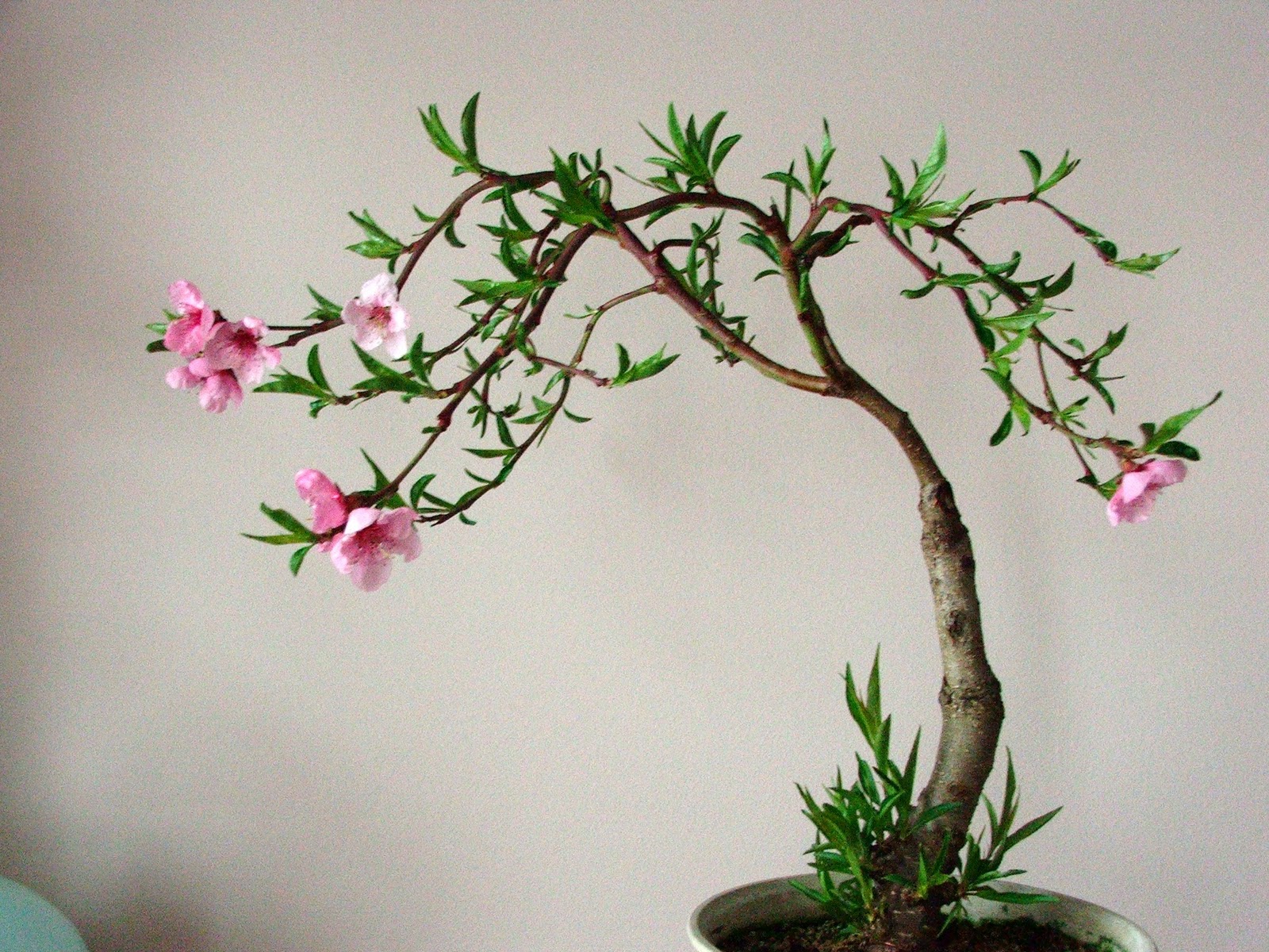 Evoluzione Bonsai : Bonsai di Pesco - Peach - prunus persica