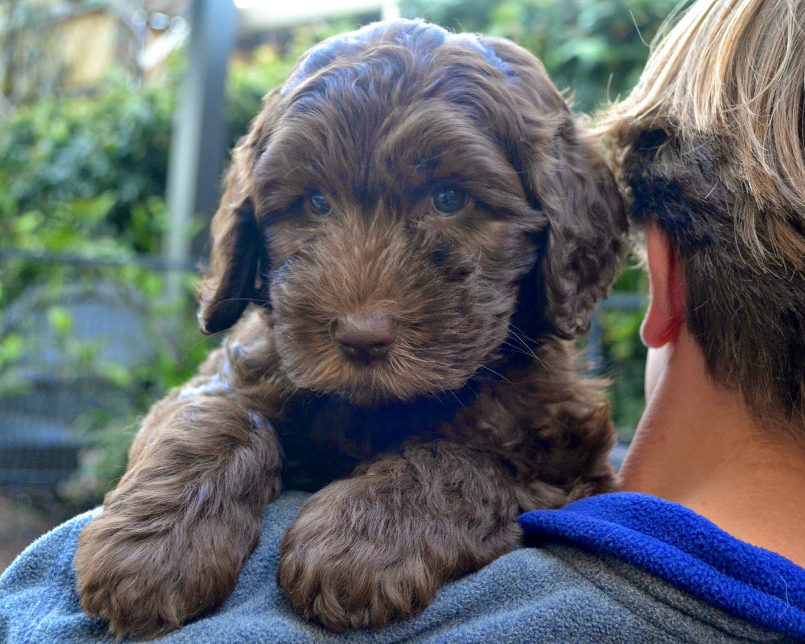 Golden Gate Labradoodles: Authentic Australian Labradoodles: Chocolate ...