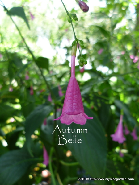 My Nice Garden: Strobilanthes hamiltoniana - India Blue Bell or Chinese ...